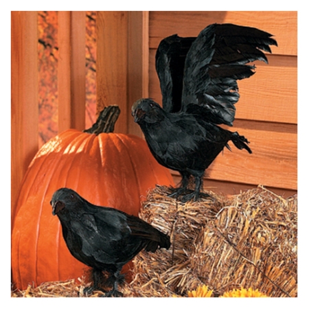 Black Feathered Crow Prop